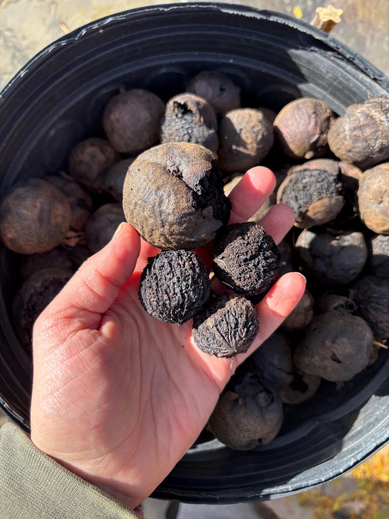30 Black Walnut Seeds Organic, in Shell or in Hulls, for Planting ...