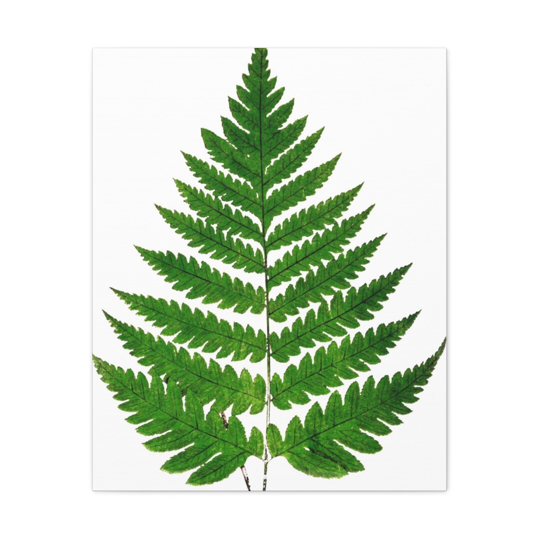 Green Fern Canvas Print,green Leaves Art Canvas Prints,fern Plant ...