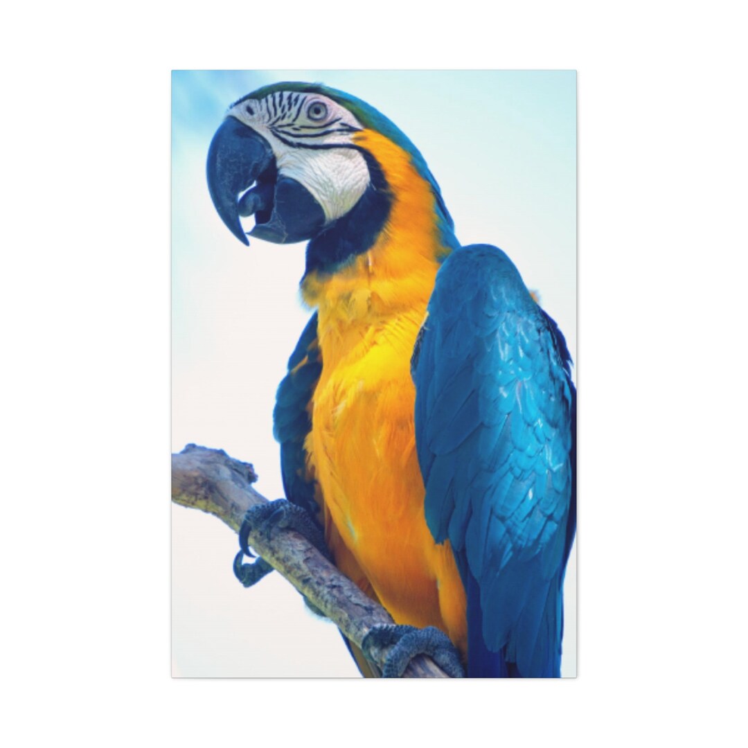 Parrot Canvas Print,colorful Parrot Picture,colorful Parrot Print ...