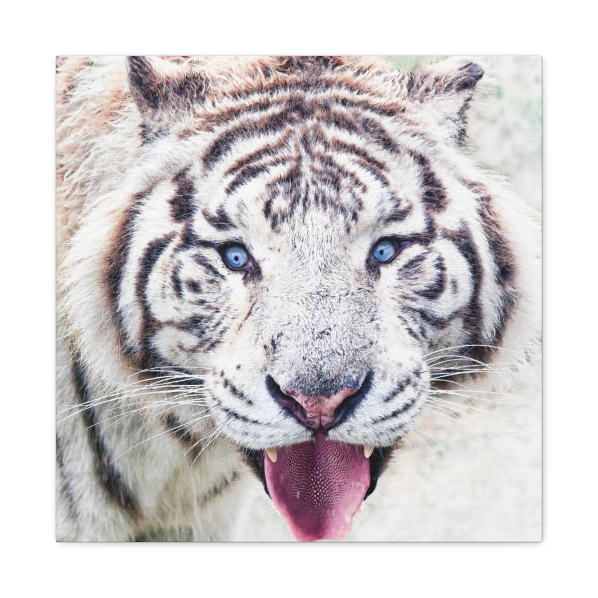 White Tiger Canvas Print,tiger Wall Art,tiger Canvas Print,jungle Wall ...