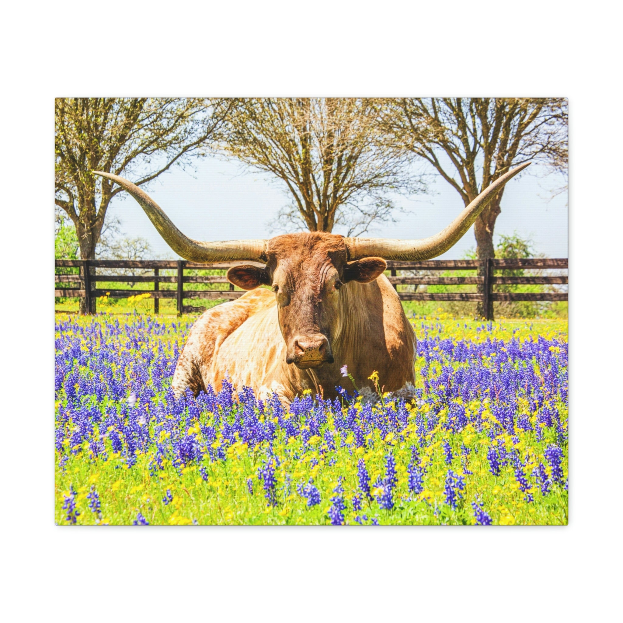 Longhorn Steer Lying in a Flower Fieldlonghorn Steer Lying - Etsy