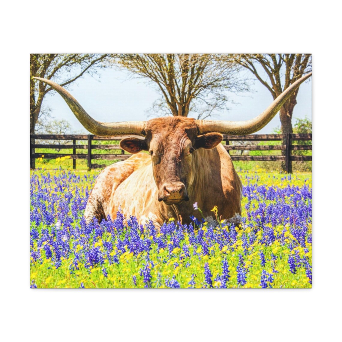 Longhorn Steer Lying in a Flower Field,longhorn Steer Lying Down ...