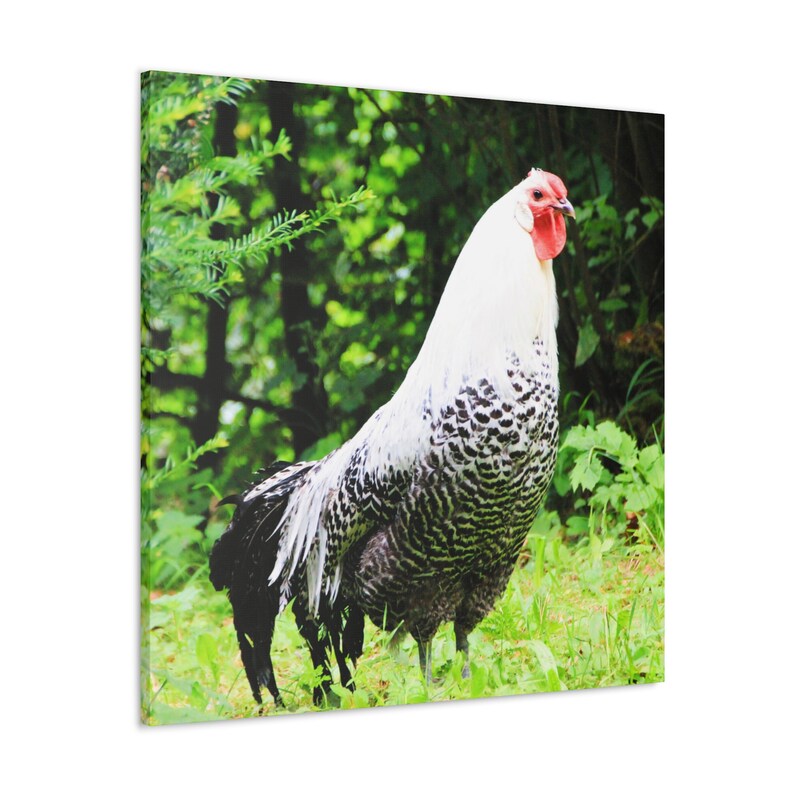 Beautiful Black White Rooster Canvas Print,rooster Canvas Wall Art ...