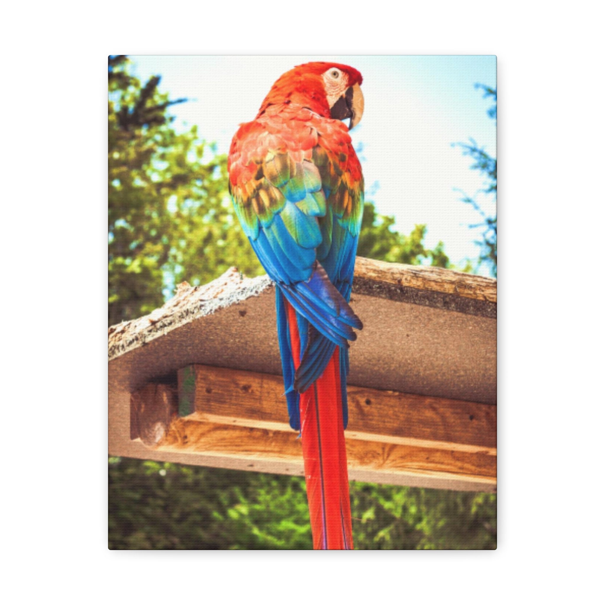 Parrot Canvas Print,colorful Parrot Picture,colorful Parrot Print ...