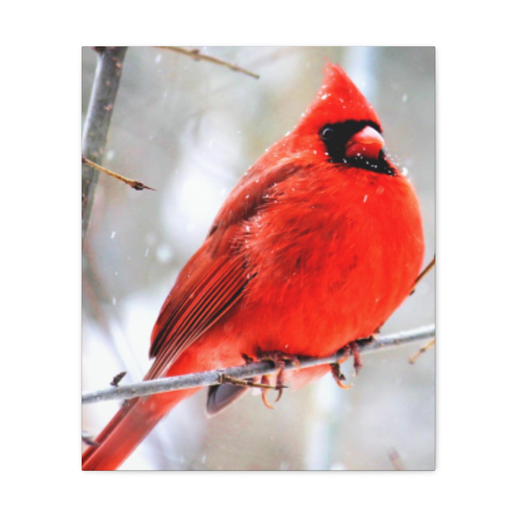 Red Cardinal Canvas Print,red Bird Canvas Print,cardinal Red Bird ...