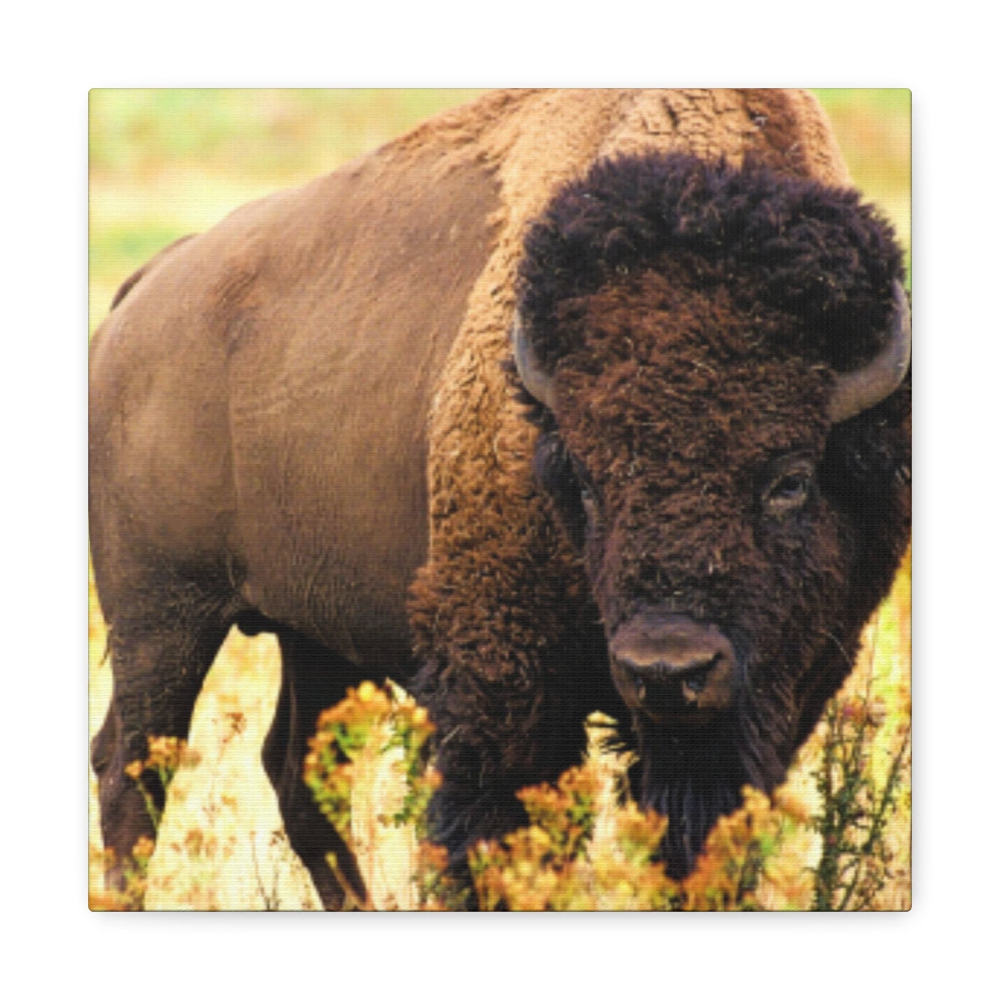 Bison Canvas Wall Art,buffalo Canvas Print Artwork,western Decor,nature ...