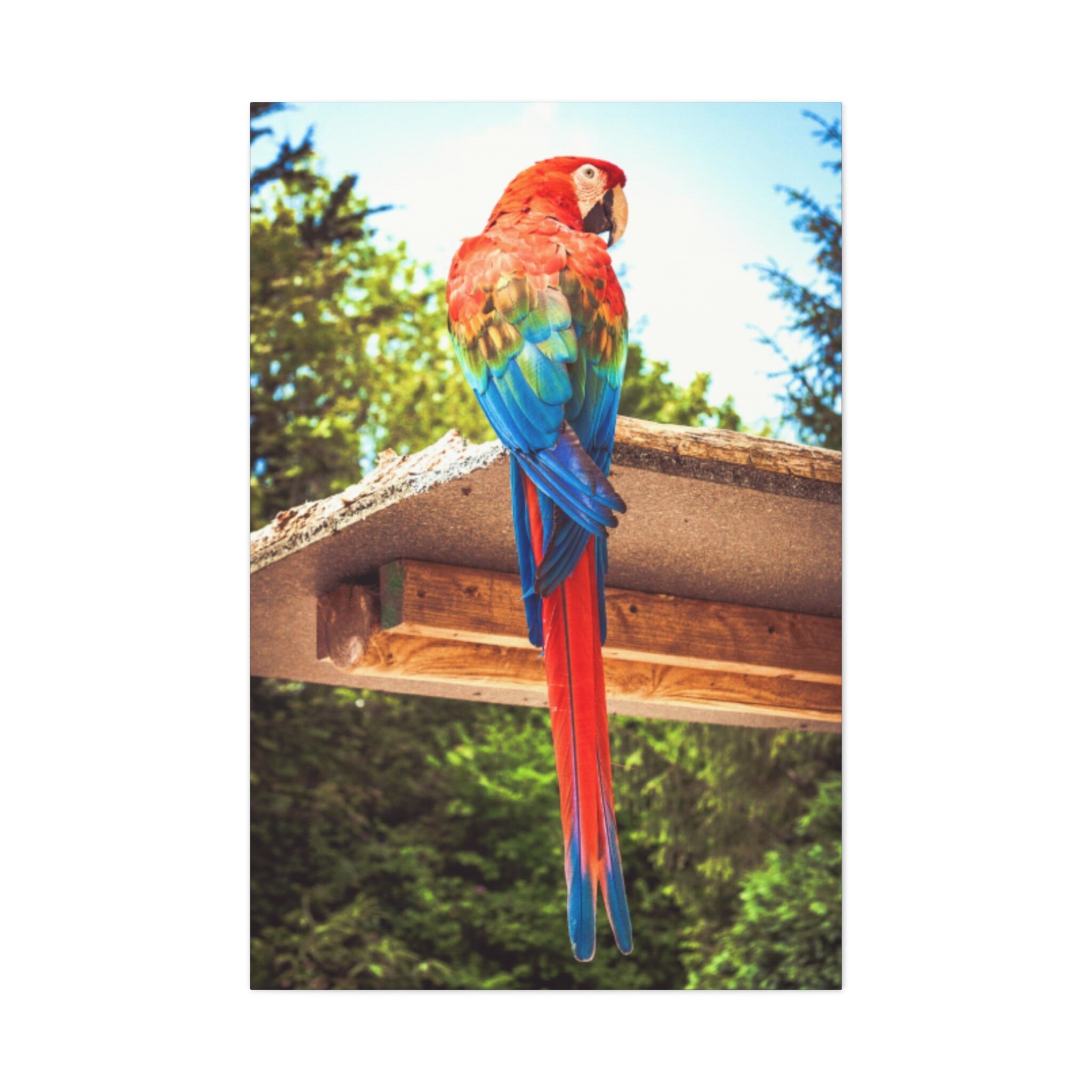 Parrot Canvas Print,colorful Parrot Picture,colorful Parrot Print ...