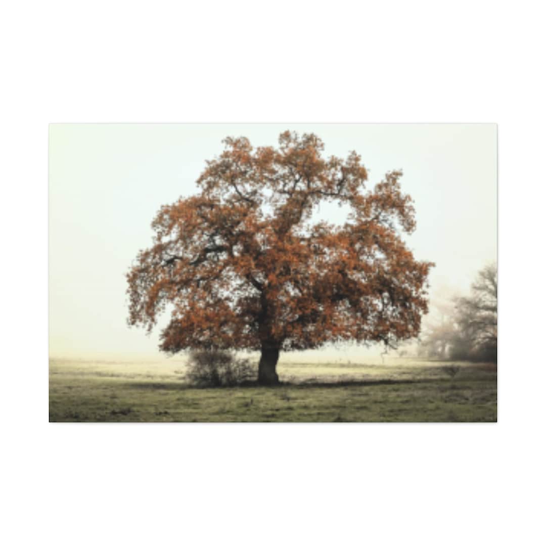 Big Old Oak Tree in the Fall,the Big Oak Tree Canvas Wall Art,landscape ...