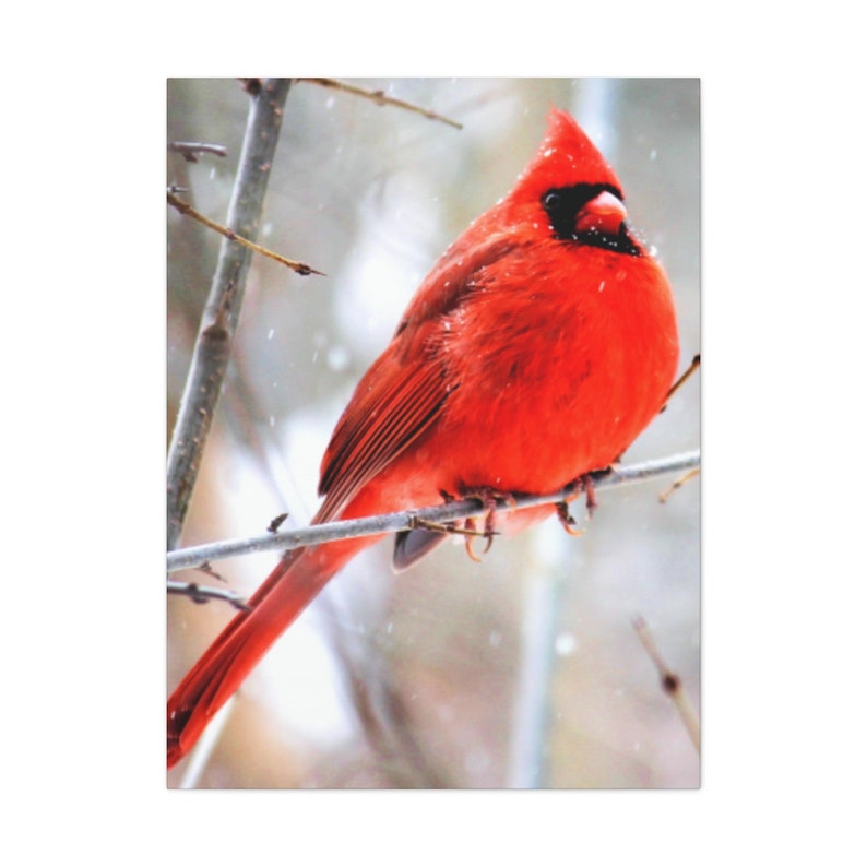 Red Cardinal Canvas Print,red Bird Canvas Print,cardinal Red Bird ...