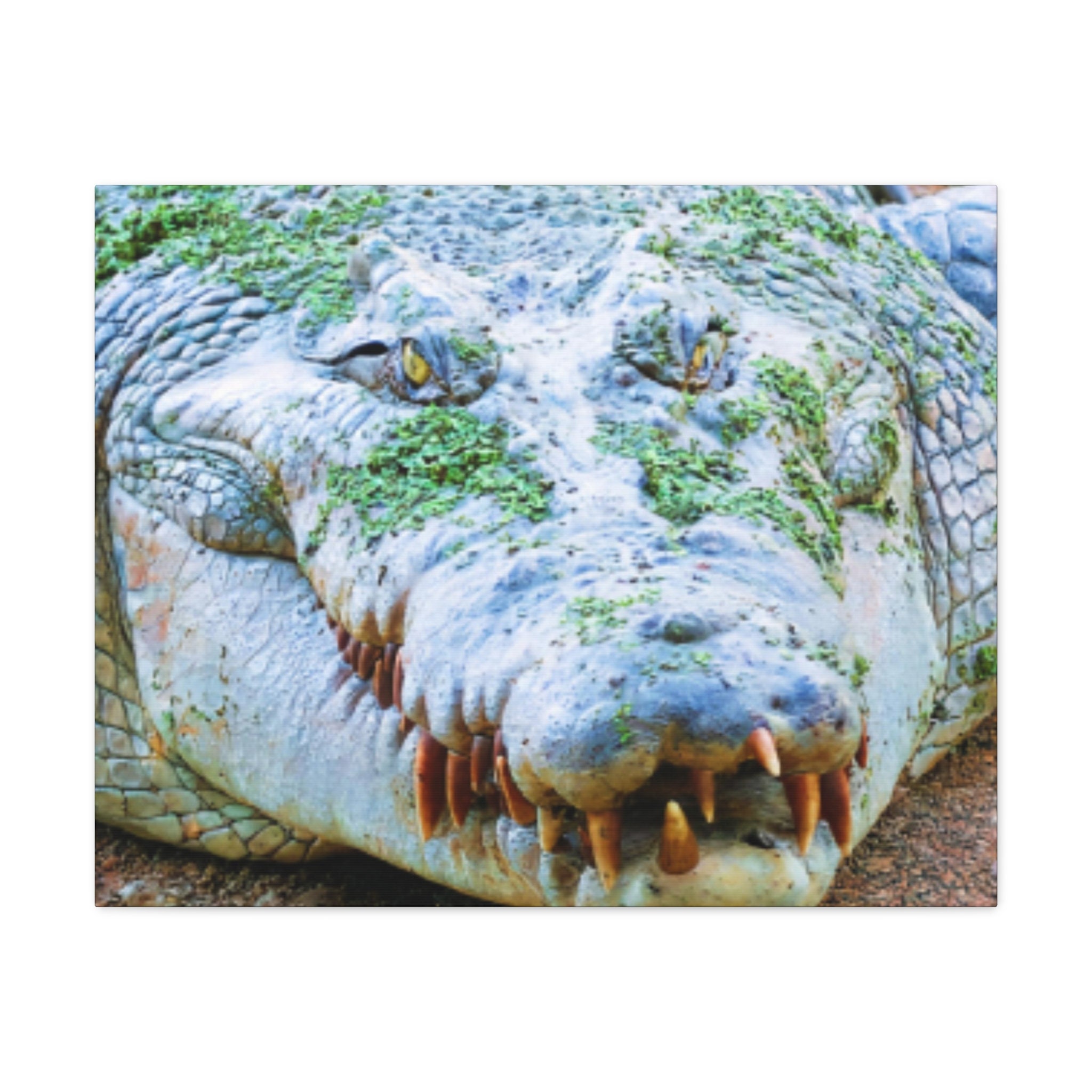 Crocodile Print,crocodile Wall Print,crocodile Decor,crocodile Print ...