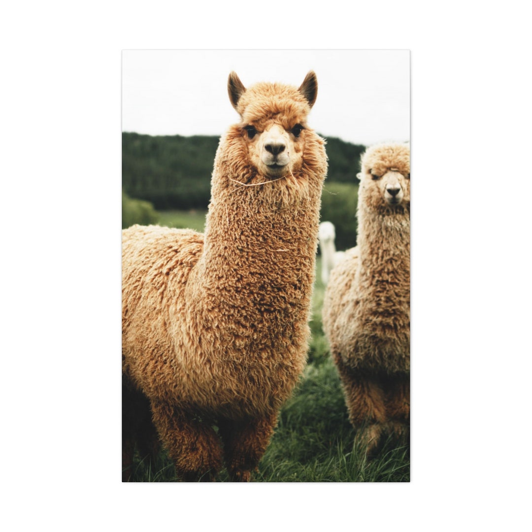 Llama Canvas Print,llama Face Canvas Print,lama Canvas Wall Art,nursery ...