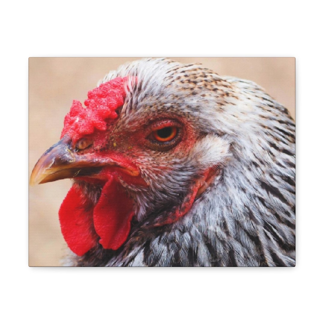 Beautiful Gray Chicken Head Canvas Print,chicken Canvas Wall Art ...