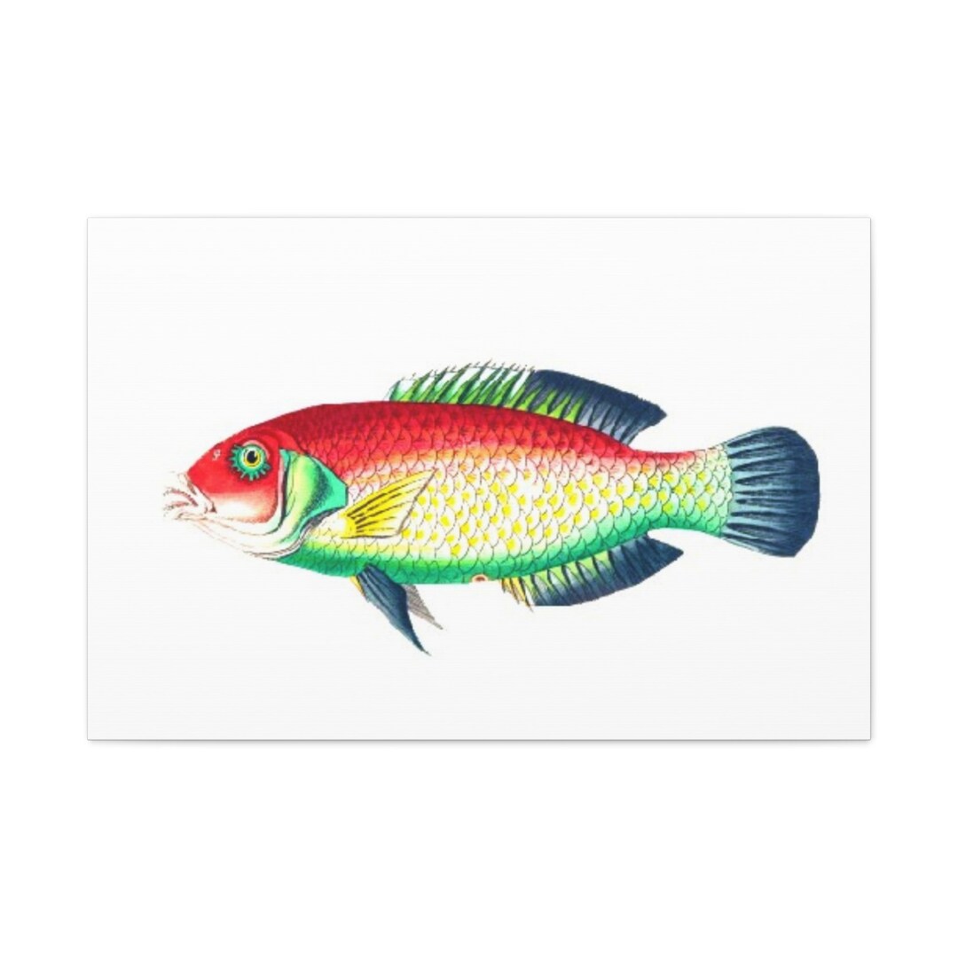 Colorful Fish Canvas Print,fish Canvas Print,fish Wall Art Decor,trout ...
