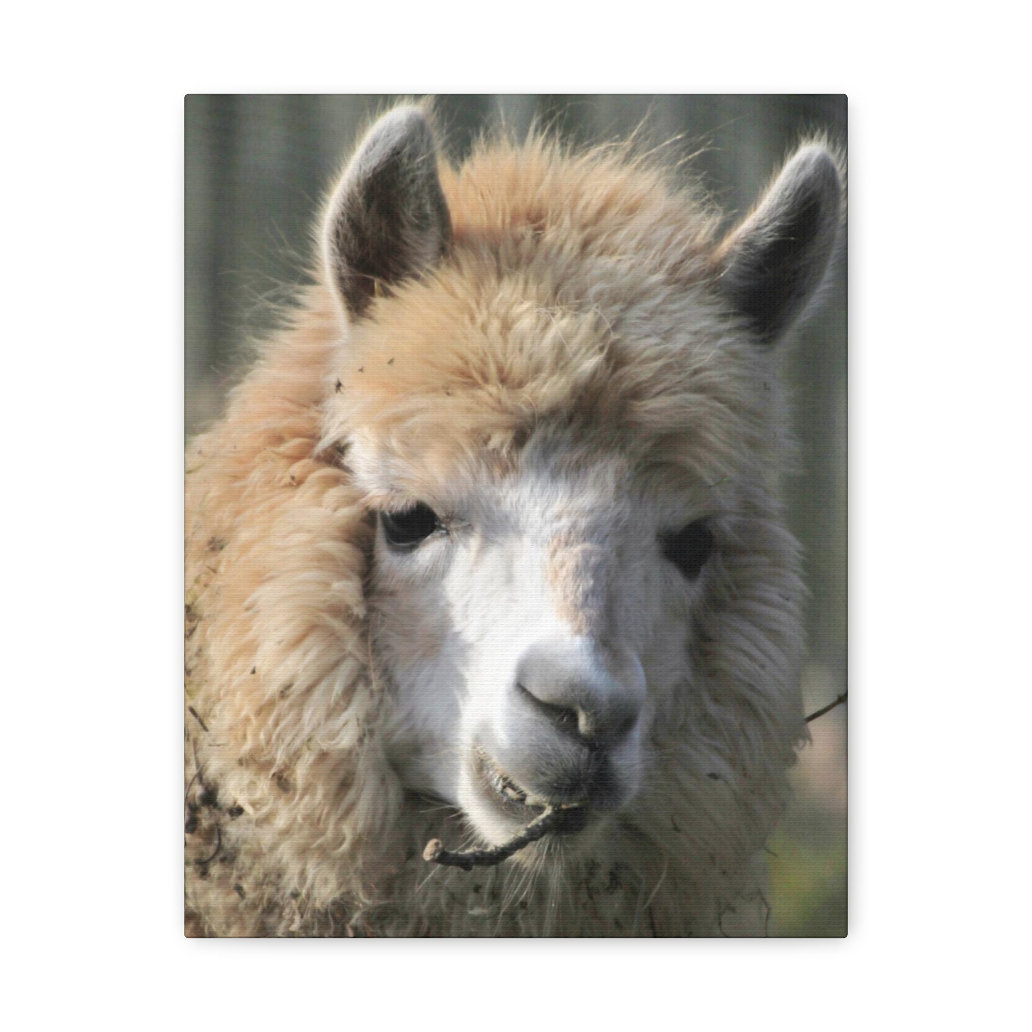 Llama Face Canvas Print,llama Canvas Wall Art,nursery Wall Art,llama ...