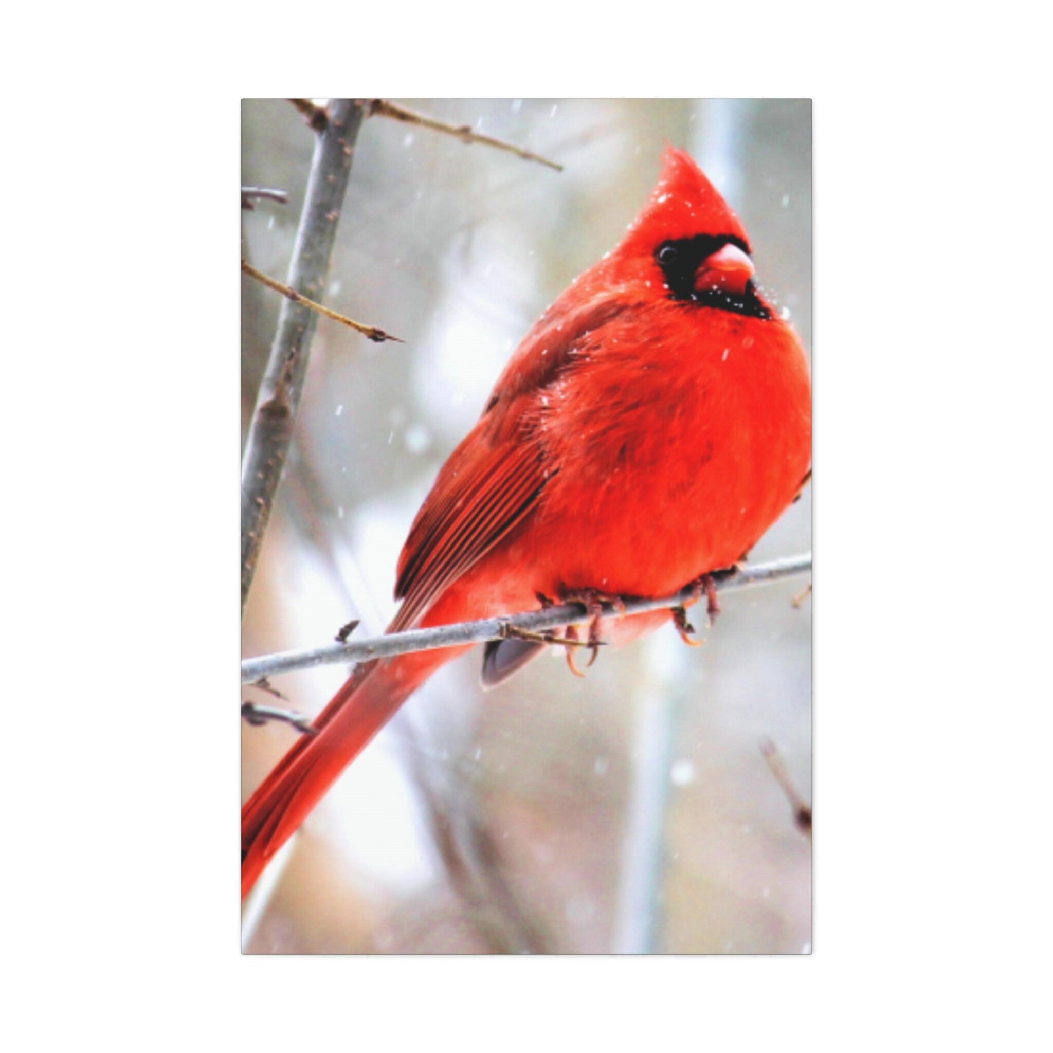 Red Cardinal Canvas Print,red Bird Canvas Print,cardinal Red Bird ...