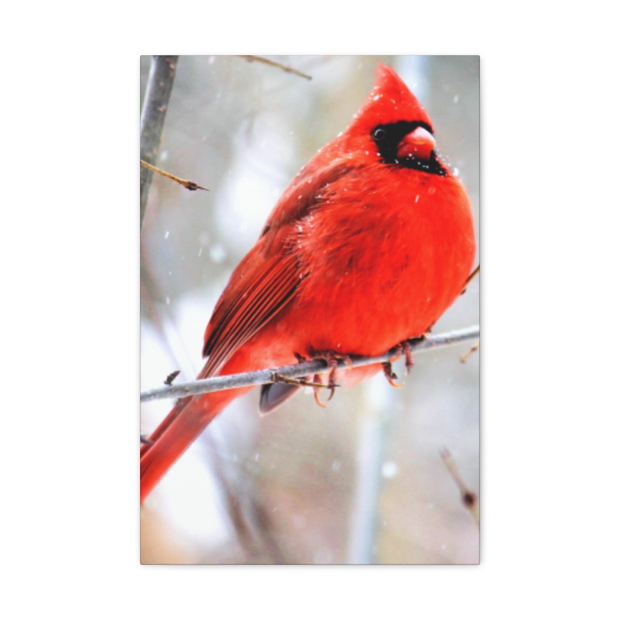 Red Cardinal Canvas Print,red Bird Canvas Print,cardinal Red Bird ...
