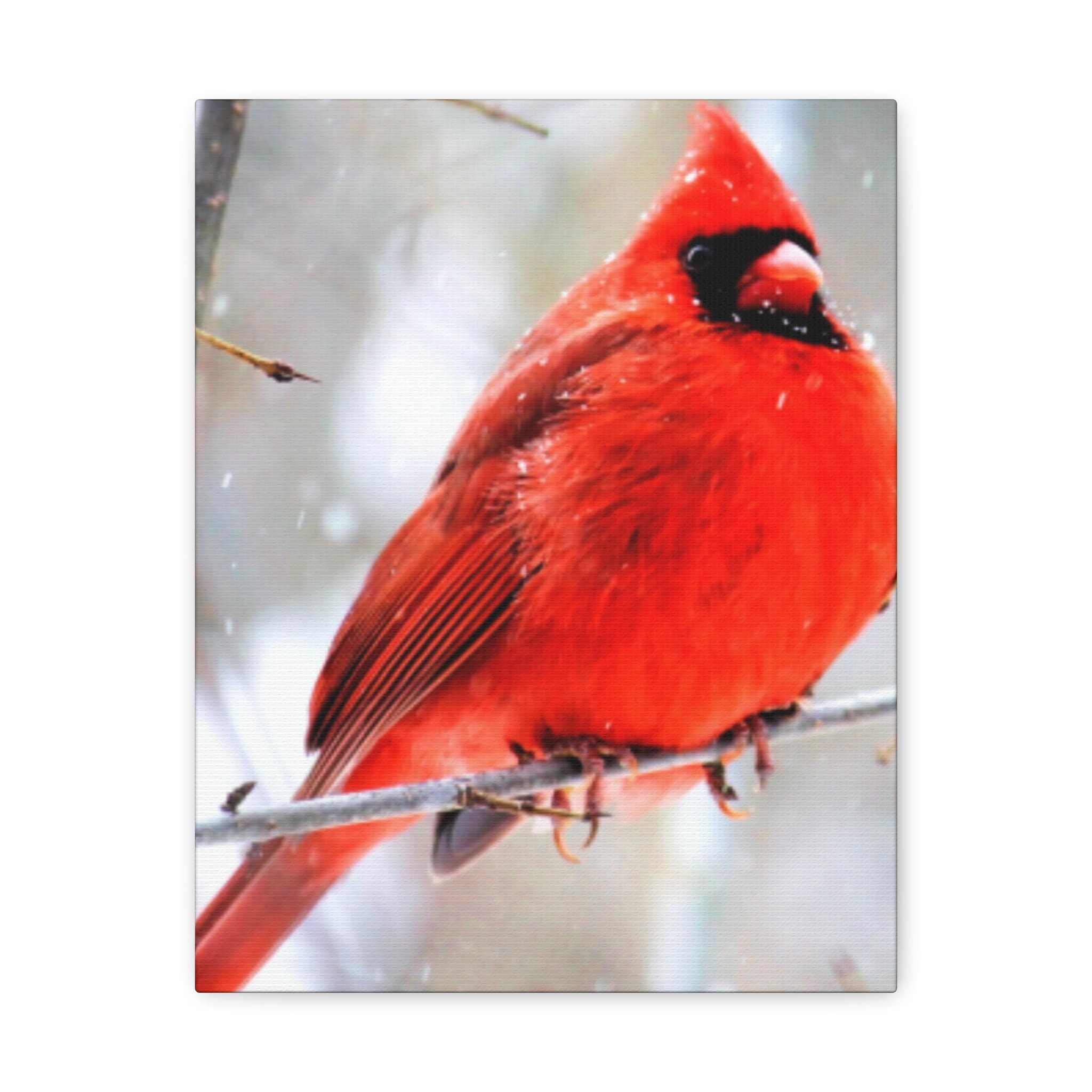 Red Cardinal Canvas Print,red Bird Canvas Print,cardinal Red Bird ...
