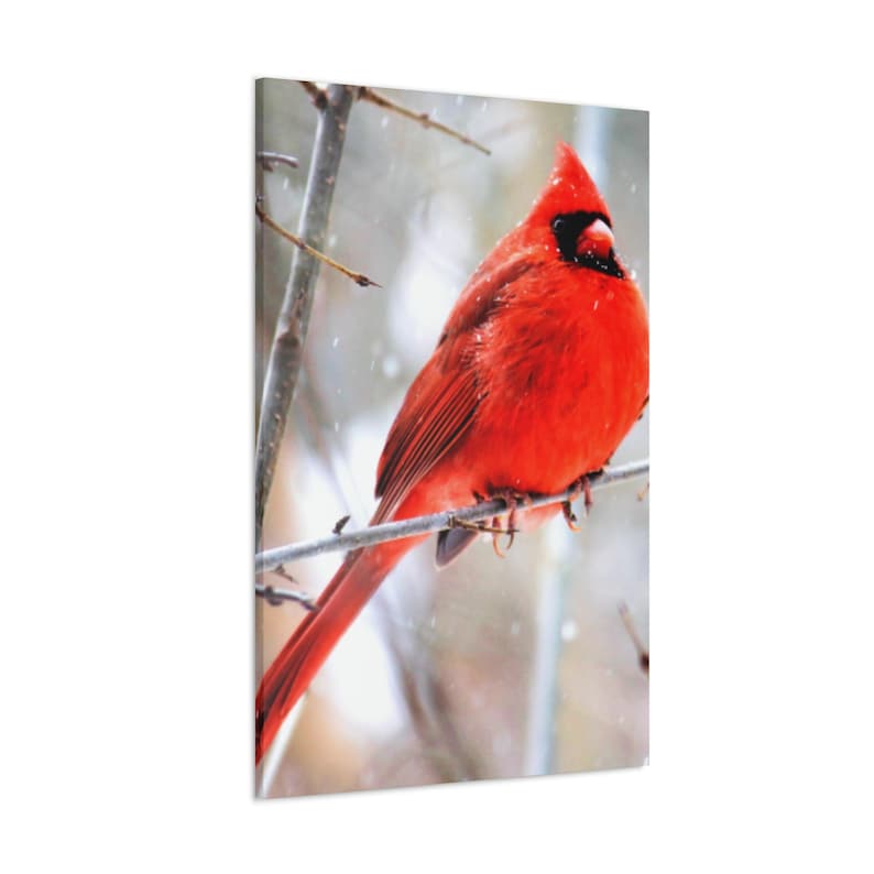 Red Cardinal Canvas Print,red Bird Canvas Print,cardinal Red Bird ...
