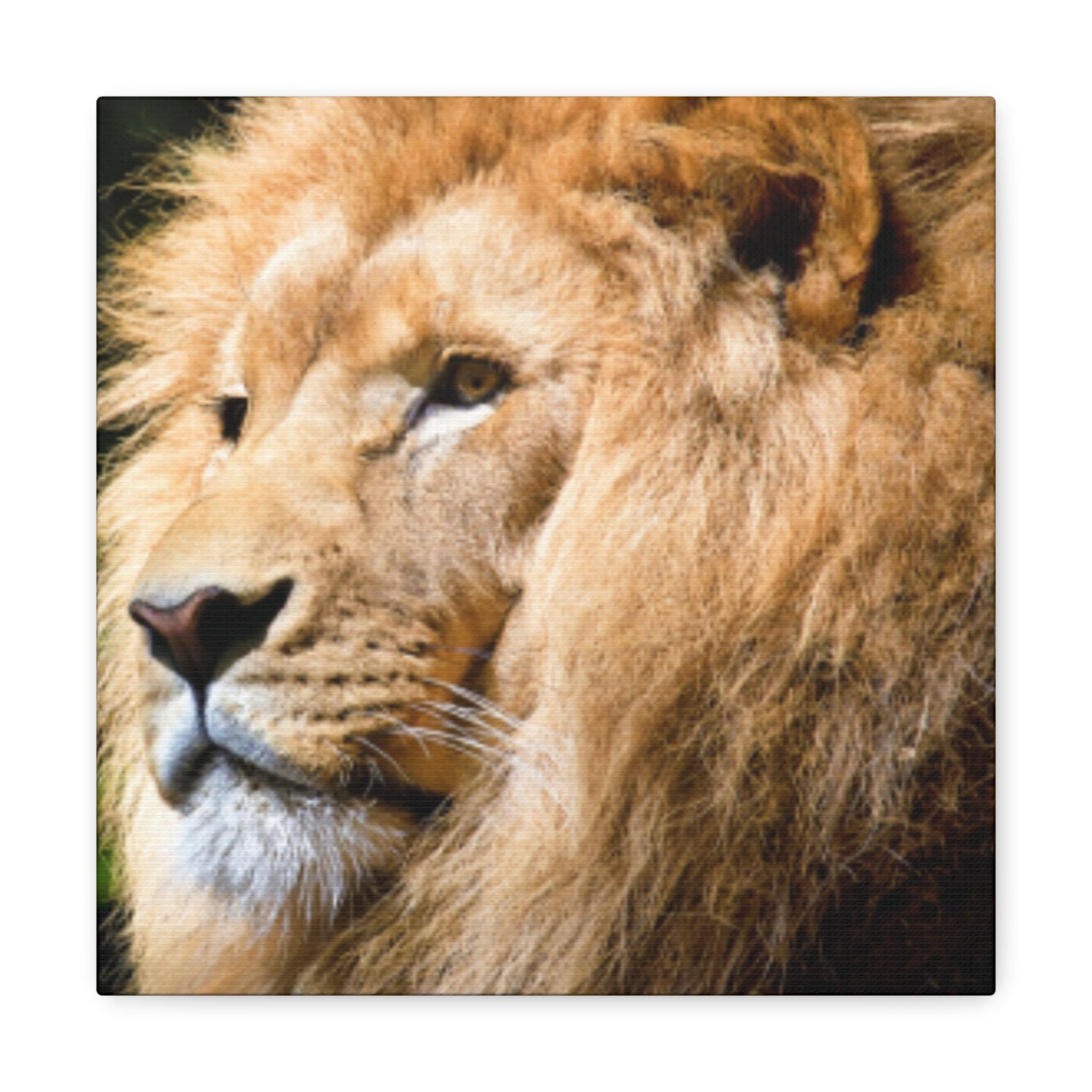 Lions Face Canvas Print,lions Canvas Print,lions Canvas Art,lions Print ...