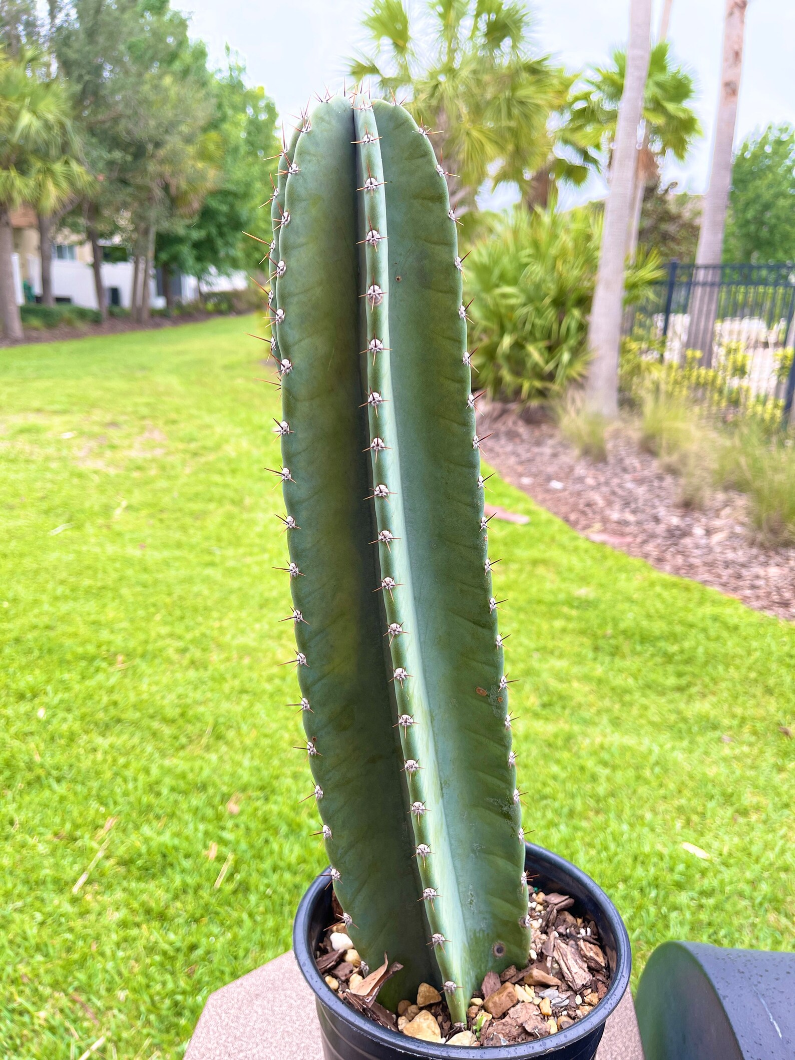 LARGE CEREUS PERUVIAN Cactus, Cactus Garden, Cactus Live Plant, Cereus ...