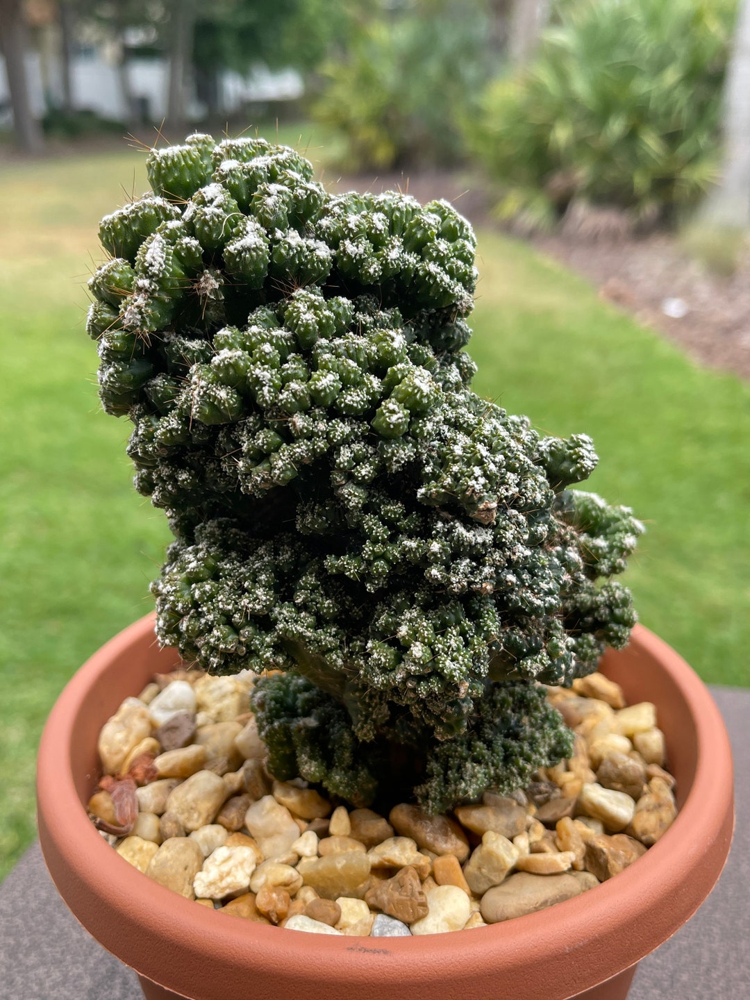 Rare Cereus Wild Crest Cactus - Etsy