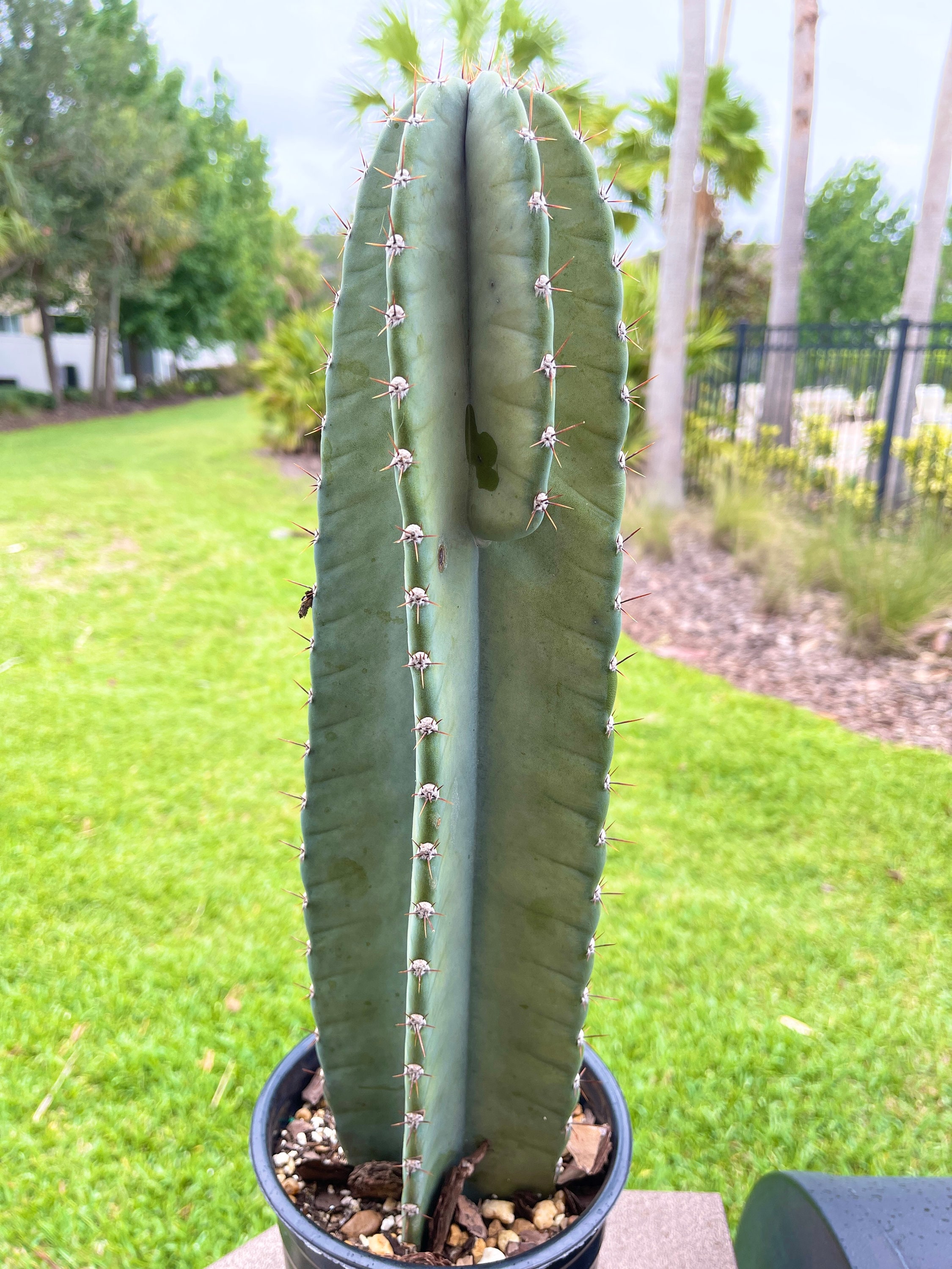 LARGE CEREUS PERUVIAN Cactus, Cactus Garden, Cactus Live Plant, Cereus ...