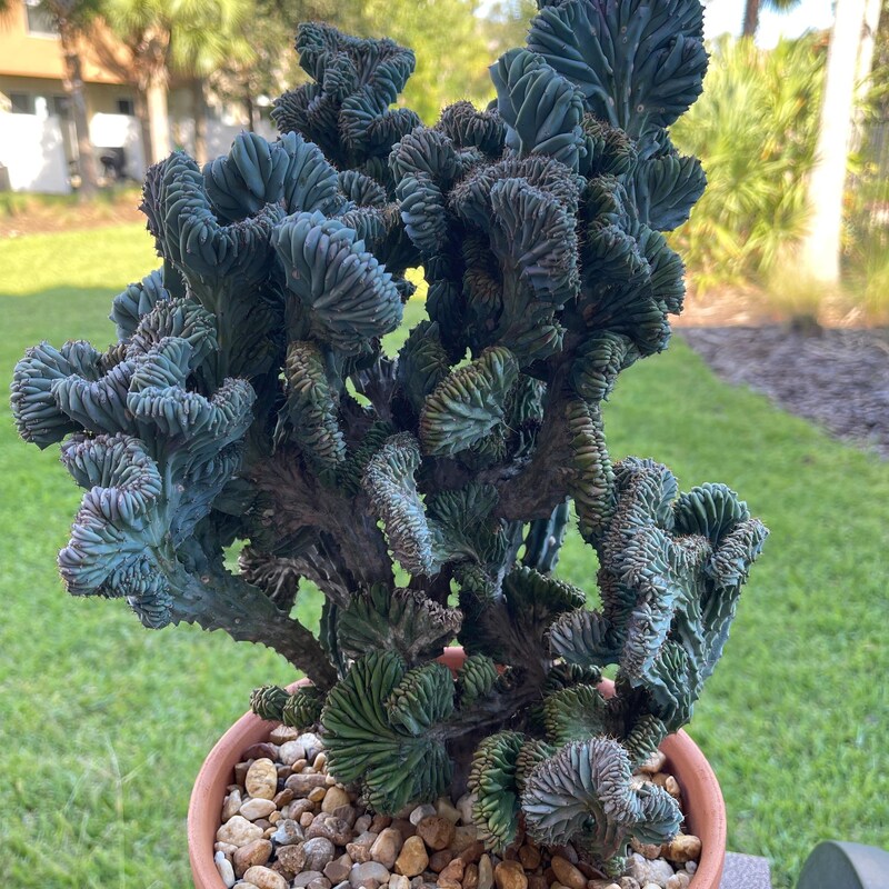 Blue Crested Cactus - Etsy
