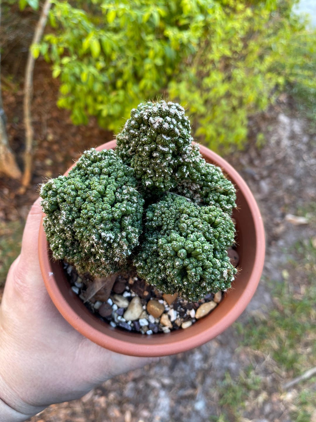 RARE CRESTED CEREUS Cactus, Cactus Garden, Plant Lover Gift, Rare ...