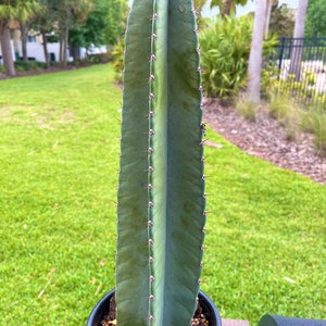 LARGE CEREUS PERUVIAN Cactus, Cactus Garden, Cactus Live Plant, Cereus ...