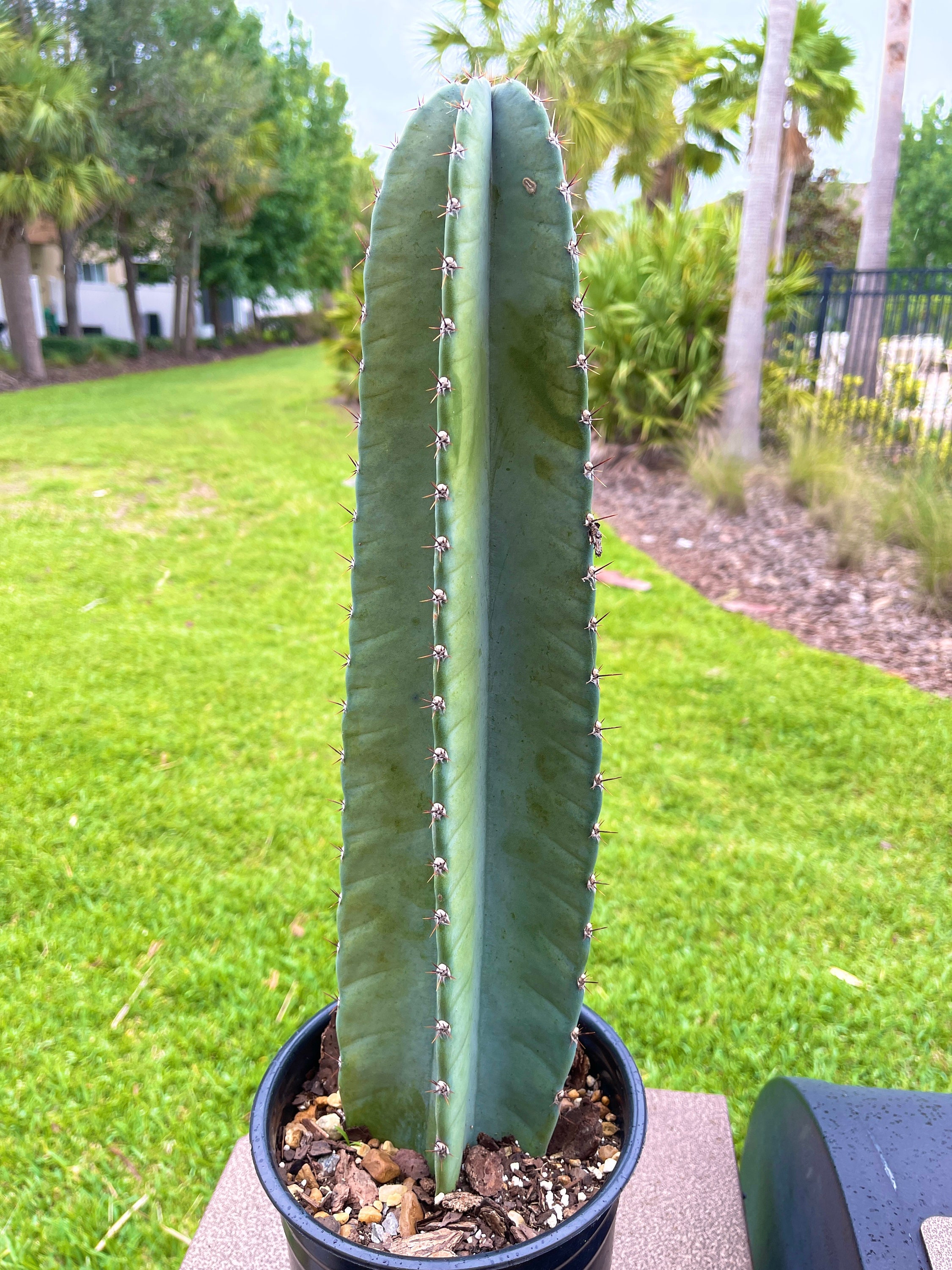 LARGE CEREUS PERUVIAN Cactus, Cactus Garden, Cactus Live Plant, Cereus ...