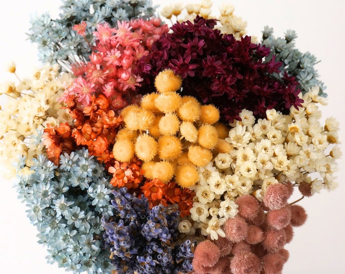 Glixia Dried Flowers Colorful Dried Flowers Glixia Red Dried Flowers ...