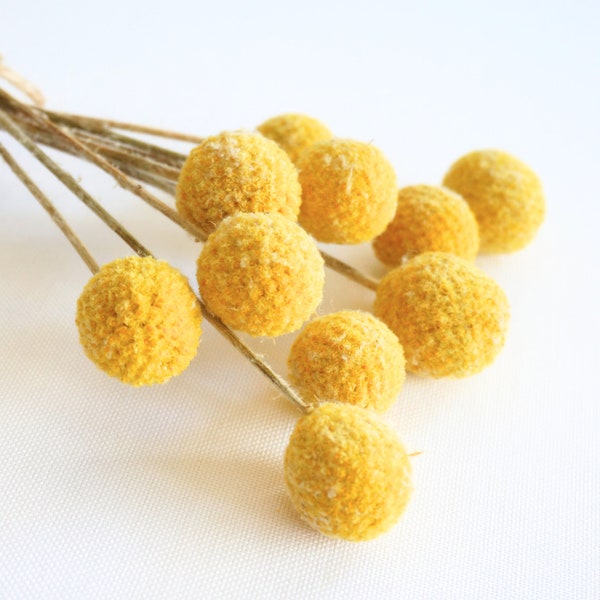 Craspedia Bouquet - Etsy