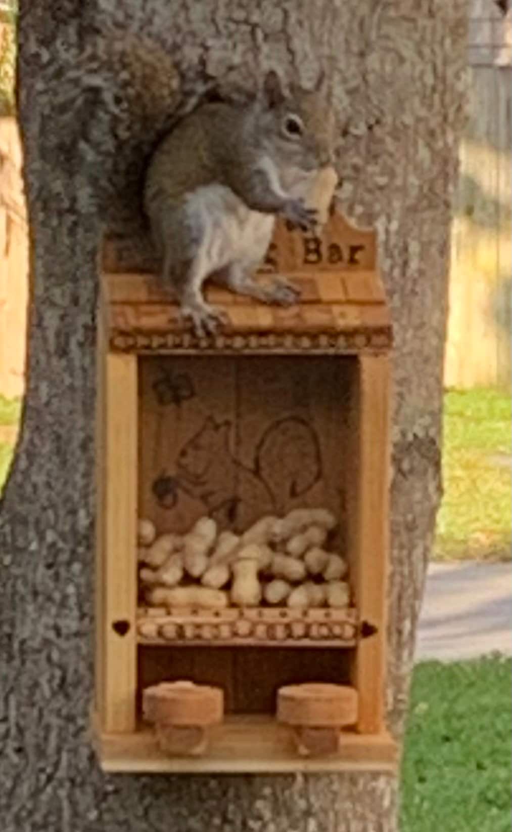Squirrel Feeder fuzzy Nut Bar - Etsy