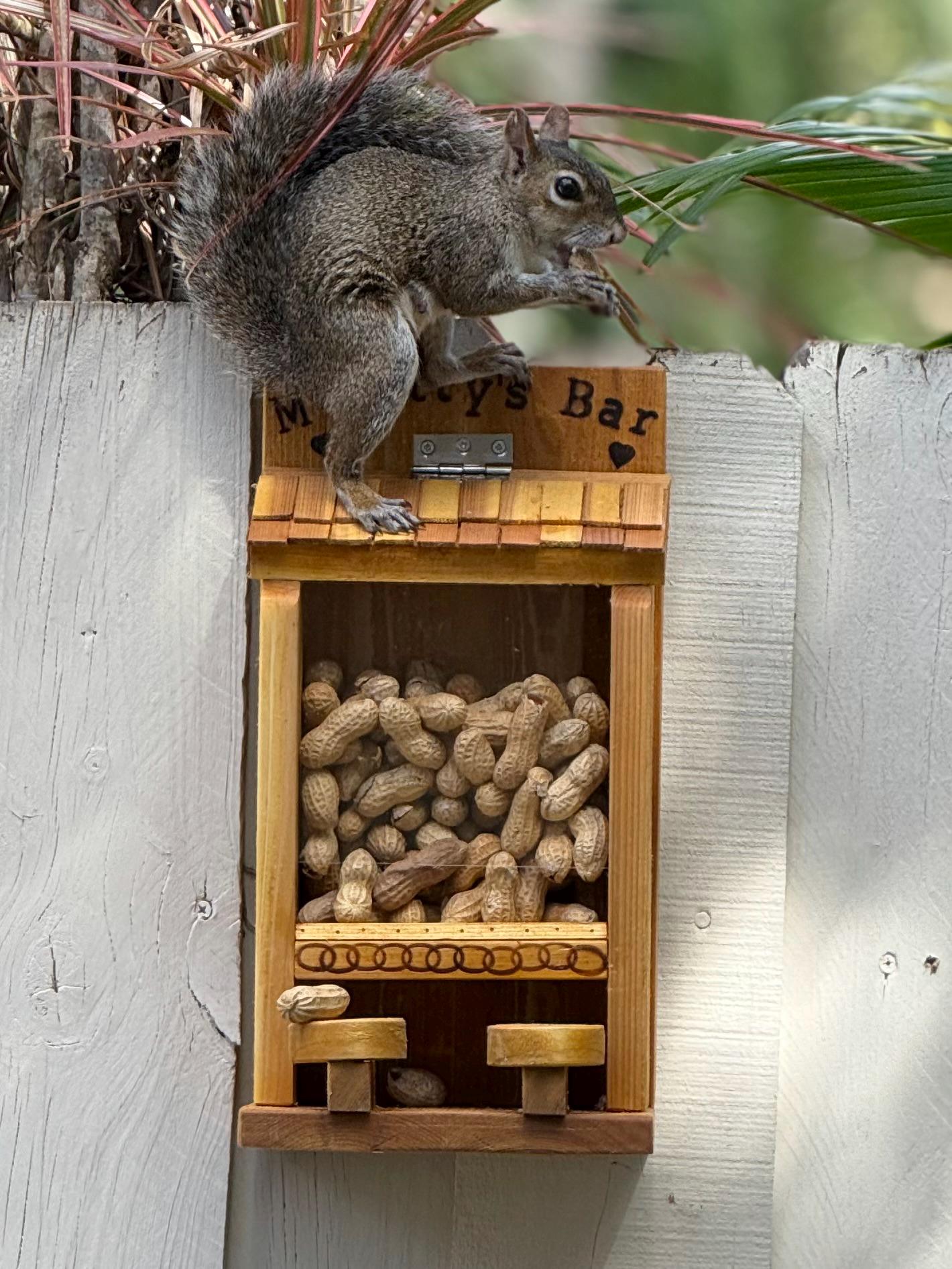Squirrel Feeder Nut Bar Customized Outside Handmade - Etsy