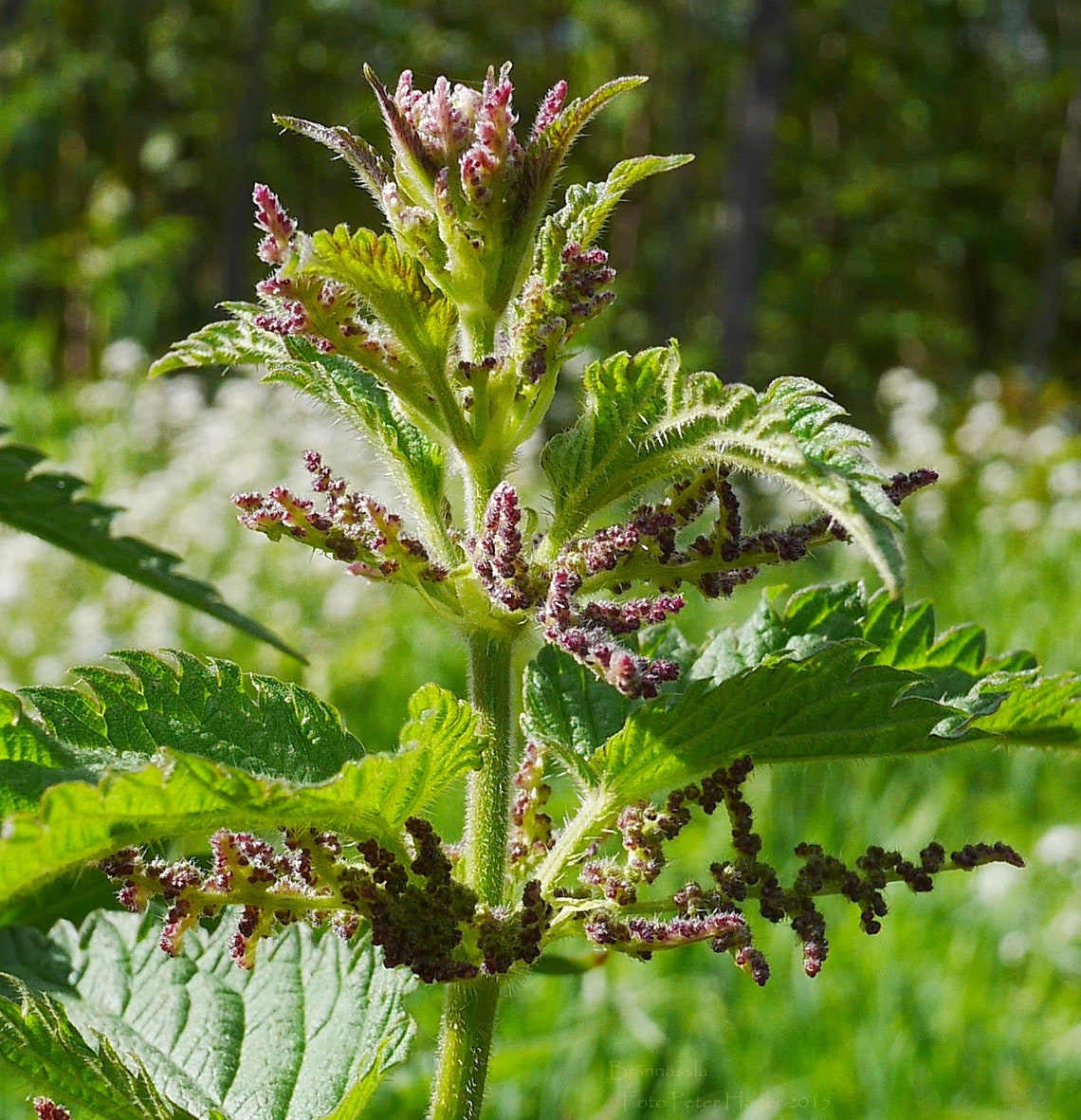 Stinging Nettle Tincture - Etsy