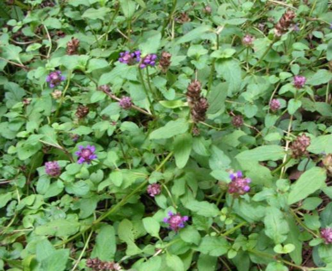 Prunella Vulgaris Tincture (self-heal Plant) - Etsy
