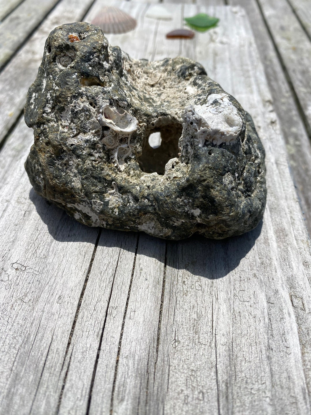 Large Costa Rican Hag Stone - Etsy