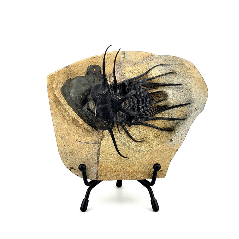 3.4" Dicranurus Trilobite With Zlichovaspis Trilobite (authentic Fossil ...