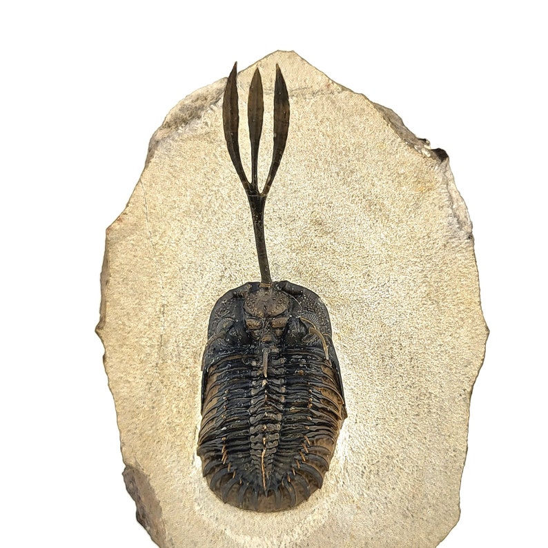 3.3" Walliserops Trilobite (authentic Fossil) - Etsy