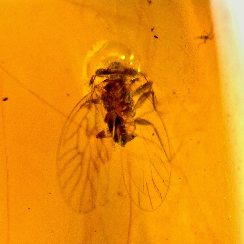 Amber With Insect - Etsy