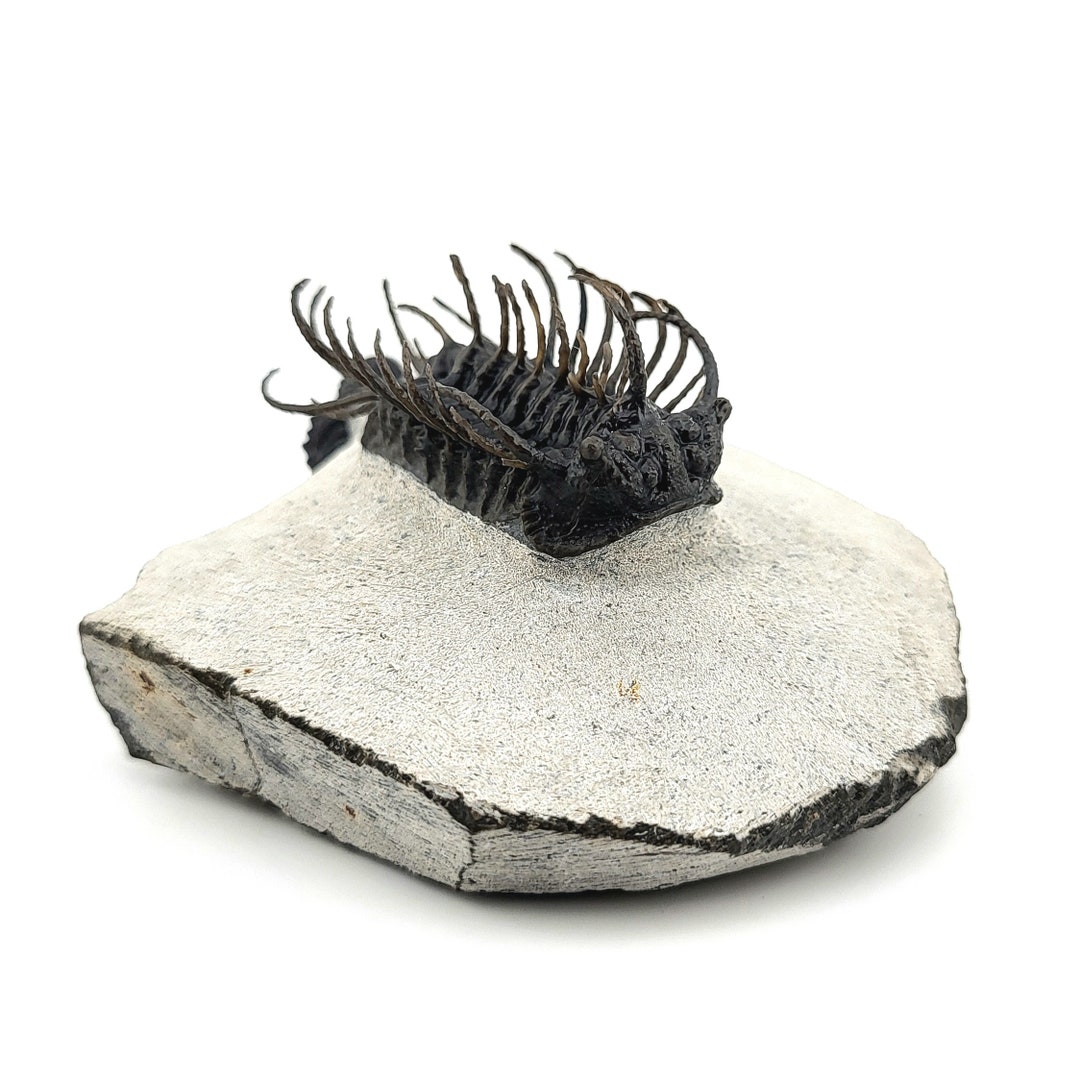 1.7" Koneprusia Trilobite (authentic Fossil) - Etsy