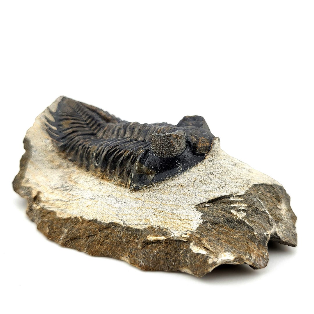 2.7" Coltraneia Trilobite (authentic Fossil) - Etsy