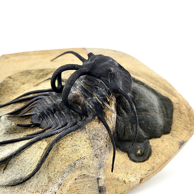 3.4" Dicranurus Trilobite With Zlichovaspis Trilobite (authentic Fossil ...