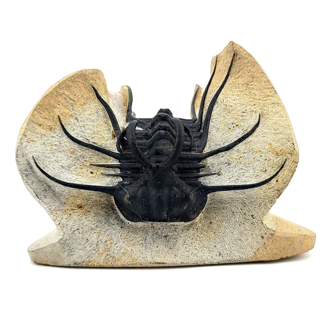 3.3" Dicranurus Trilobite (authentic Fossil) - Etsy