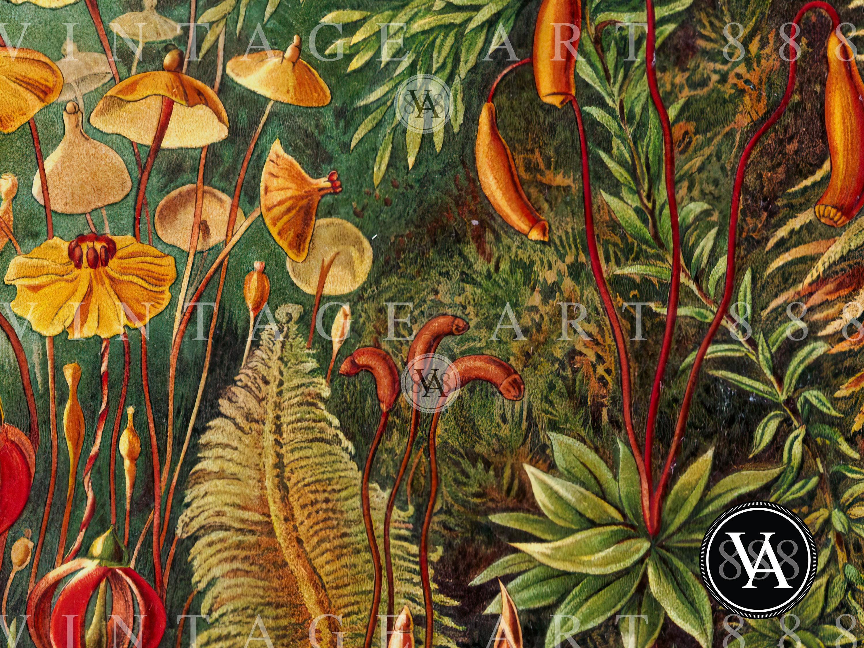 Vintage Ernst Haeckel Muscinae / Mosses 1899 Art Illustration 33"x46 ...