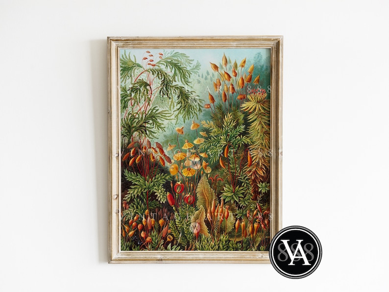 Vintage Ernst Haeckel Muscinae / Mosses 1899 Art Illustration 33"x46 ...