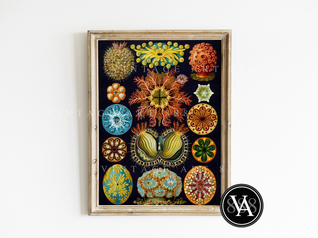 Vintage Ernst Haeckel Ascidiae / Sea Squirts 1899 Art Illustration 33 ...