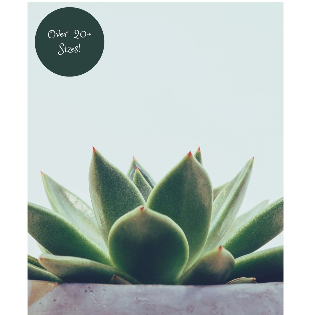 Succulent Flower Wall Printable Decor Gift Nature Wall Art Botanic ...