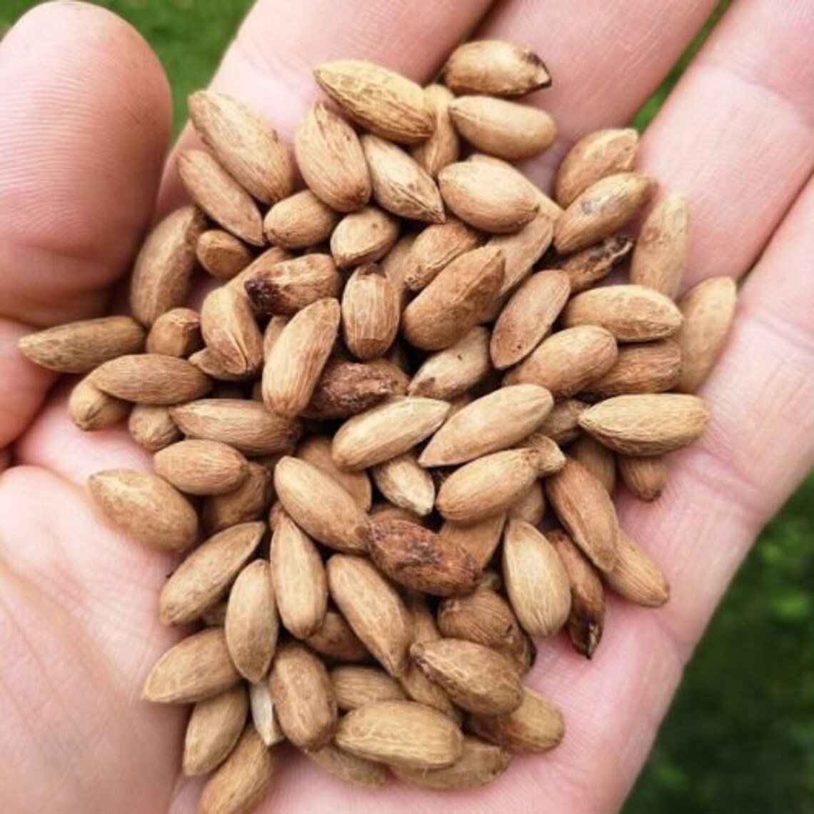 Neem Seeds, Neem Niboli Sabut, Neem Ke Beej, Azadirachta, Indian Neem ...