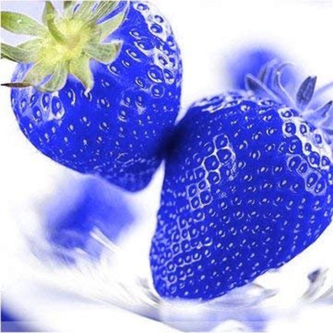 Blue Strawberry Seeds, Rare Blue Strawberry, Nutritious Fruit Seed ...